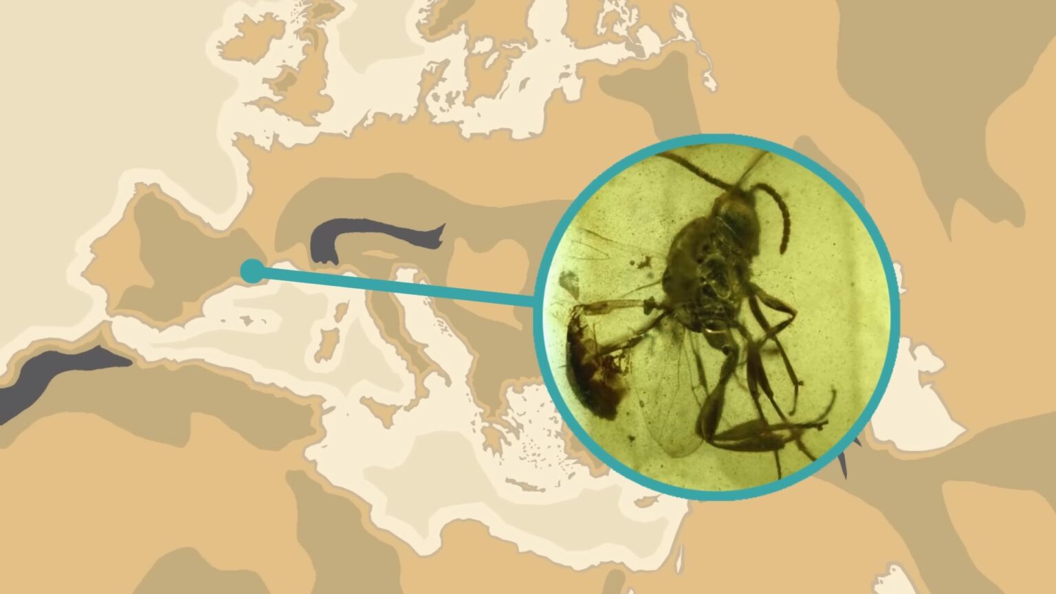 Ancient Fossilized Spider With a Tail Resembles the 'Alien' Face-hugger