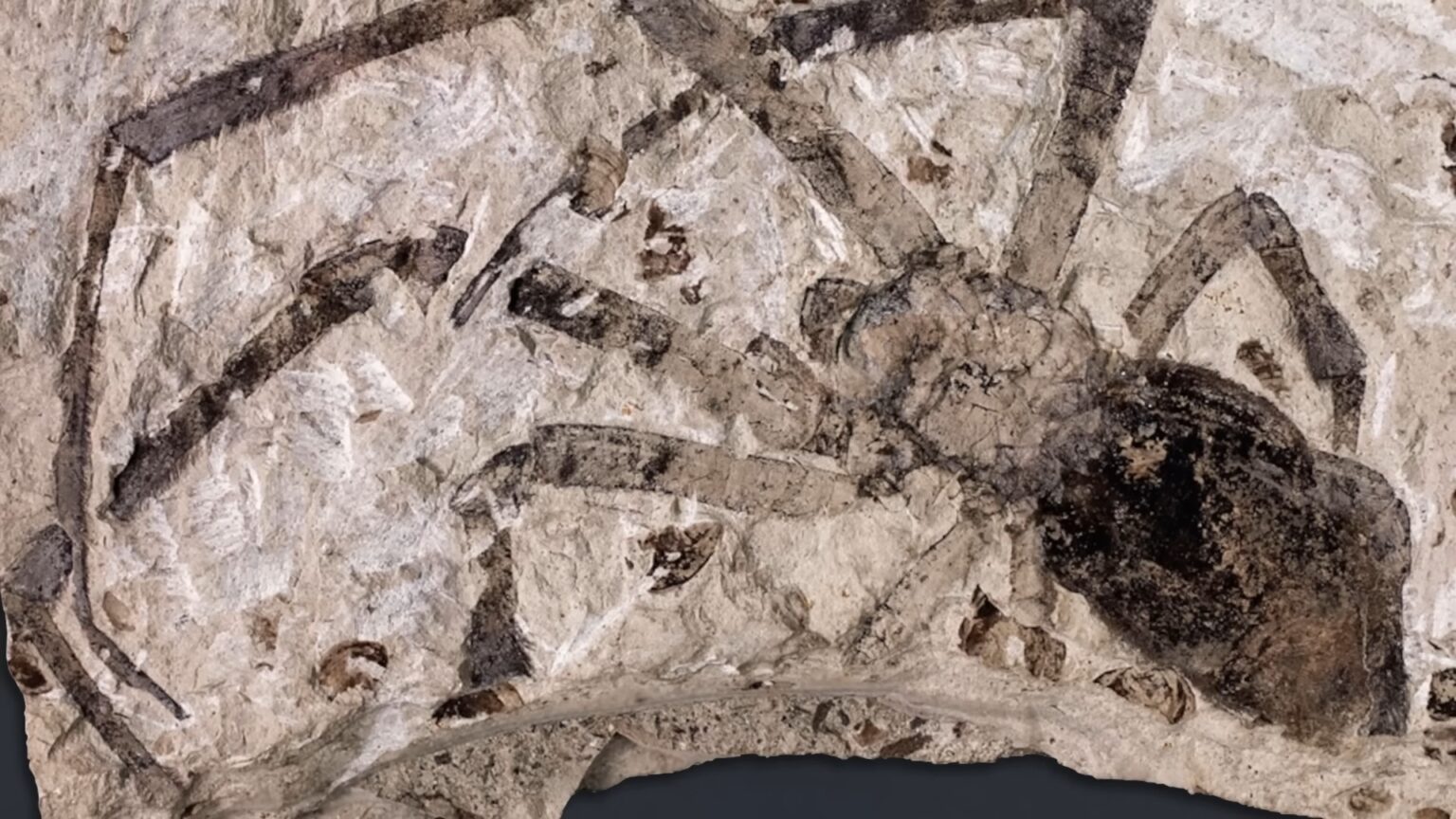 Ancient Fossilized Spider With a Tail Resembles the 'Alien' Face-hugger