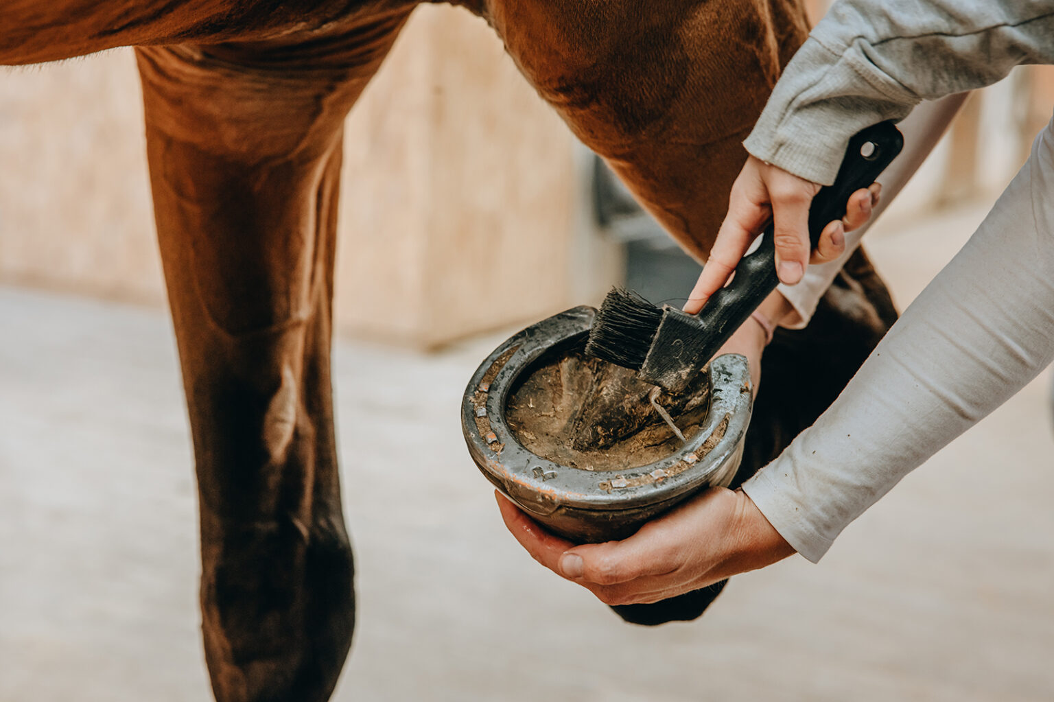 How to Care for a Horse's Hooves ─ Essential Tips for Equine Well-Being ...