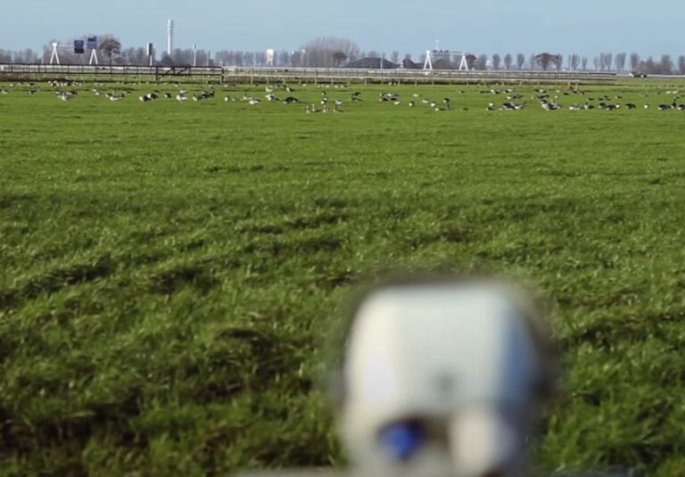 Do Laser Scarecrows Work? Are They a Game-Changer for Farming?