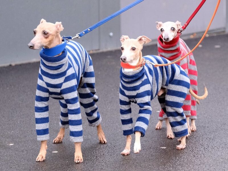 Tailored Pet Trends: Exploring Dog Fashion & Designer Dog Clothes ...