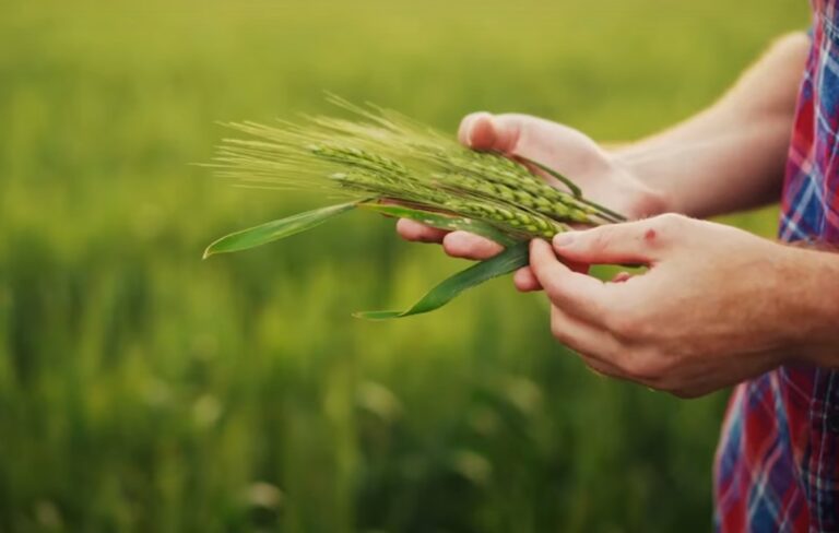 Do Laser Scarecrows Work? Are They a Game-Changer for Farming?